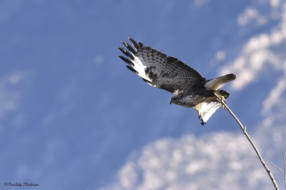 Buse variable