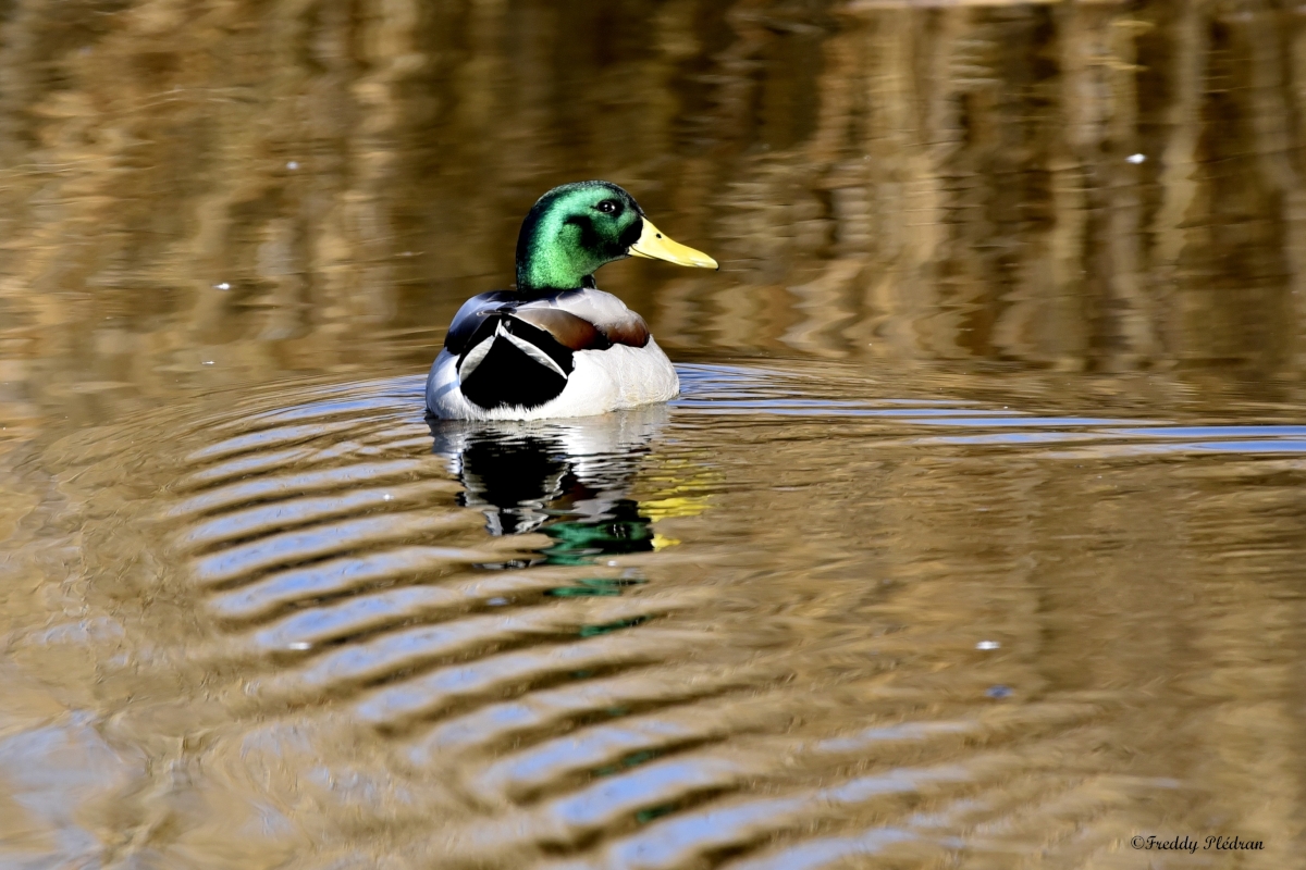 Canard colvert