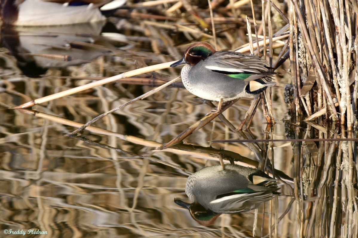Sarcelle d'hiver en diaporama ! - Guide nature