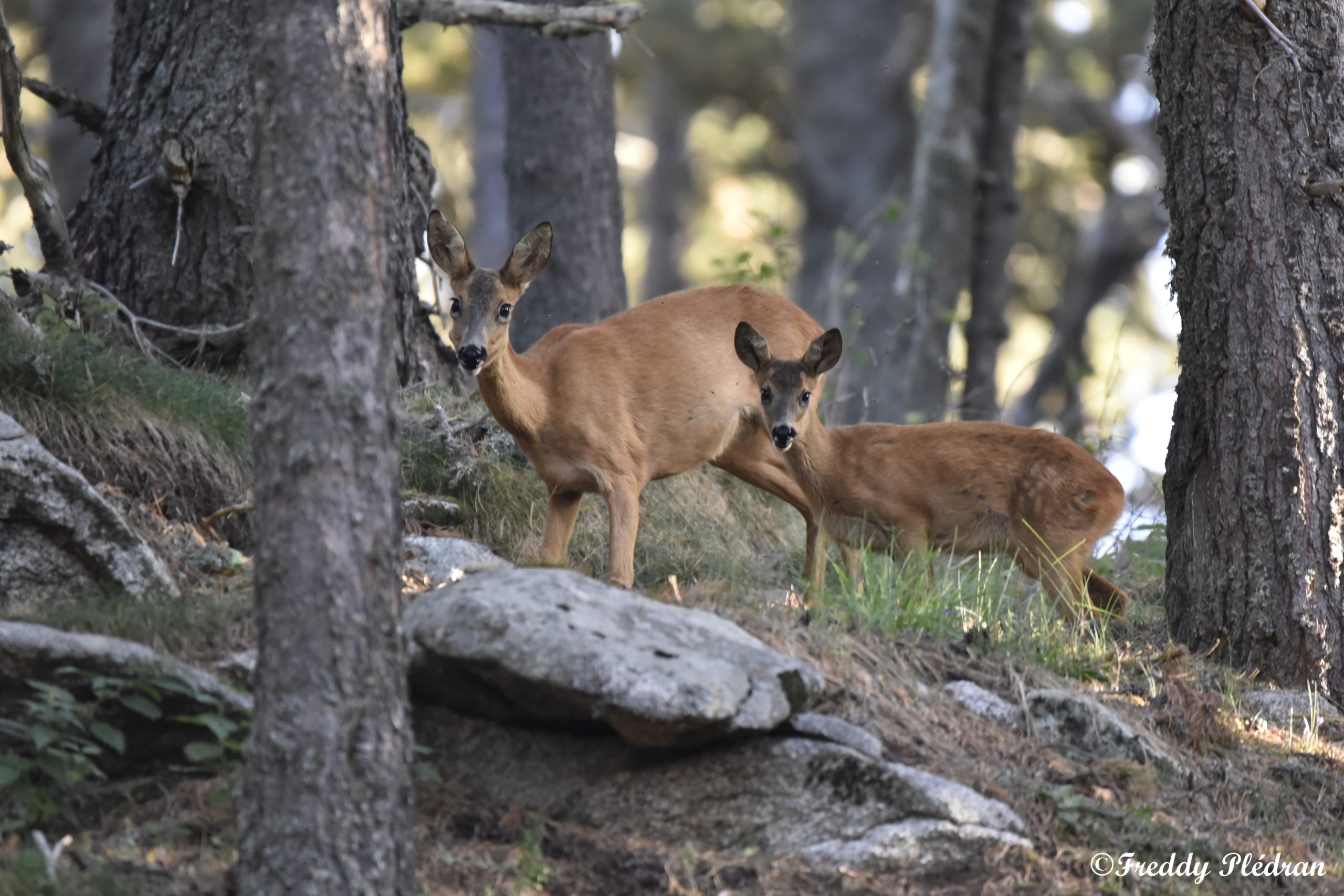 Chevreuil européen : le plus petit cervidé
