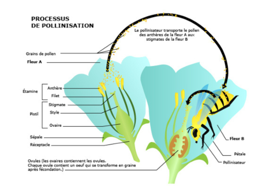 Plantes mellifères : comment attirer les insectes pollinisateurs au ...