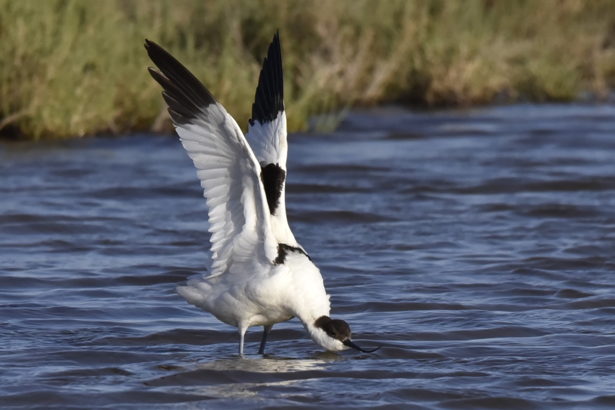 Avocette élégante