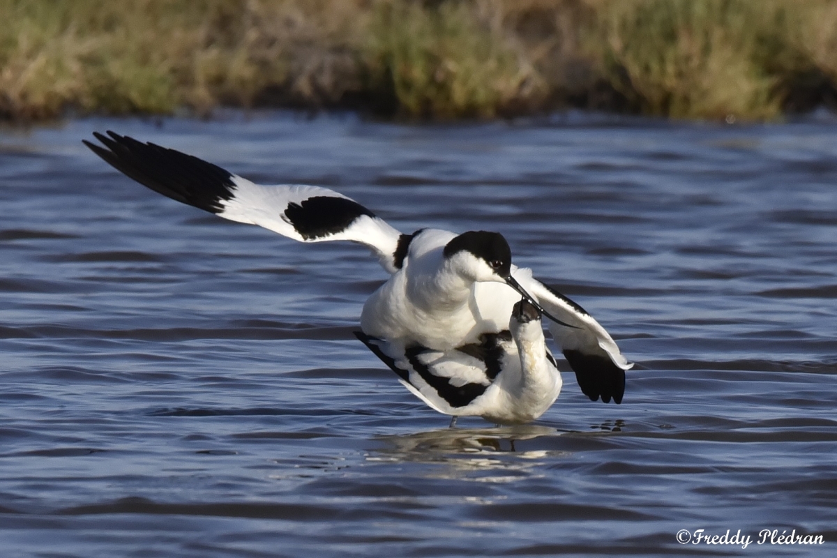Avocette élégante