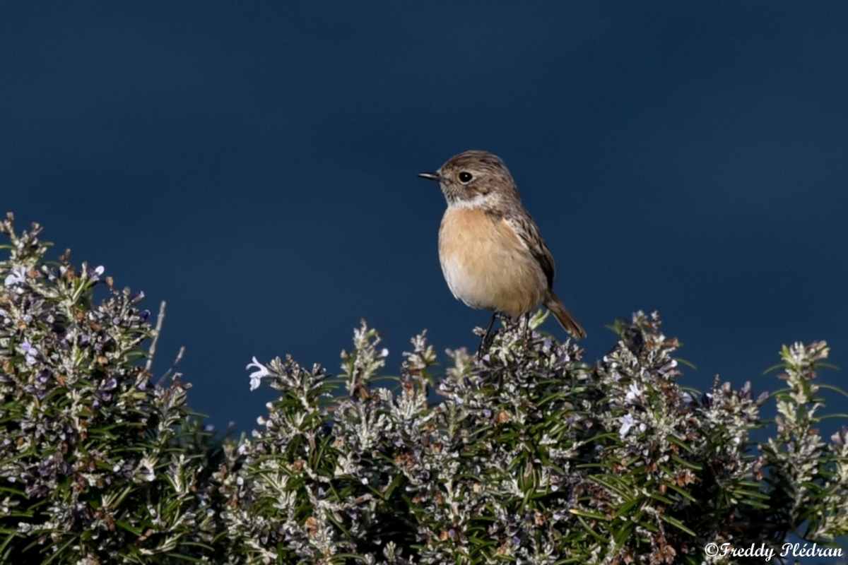 Tarier des prés - Guide nature