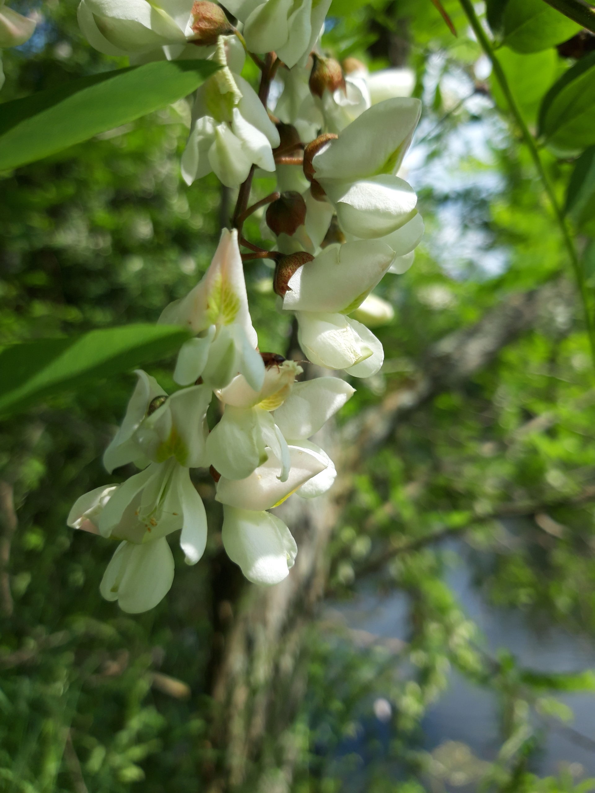 Robinier faux-acacia - Guide nature