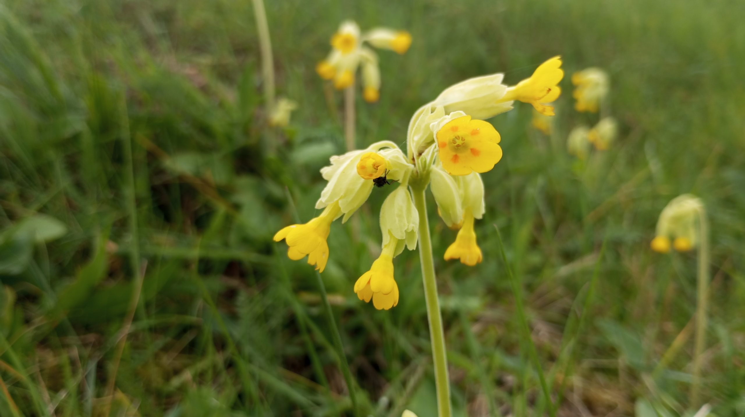Primevère officinale, le "Coucou" du Printemps ! - Guide nature